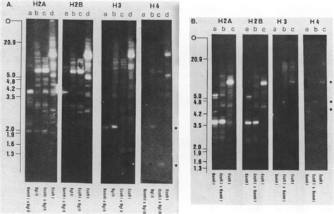 Hybridization Patterns Of Genes Coding For The Different Nucleosomal Download Scientific