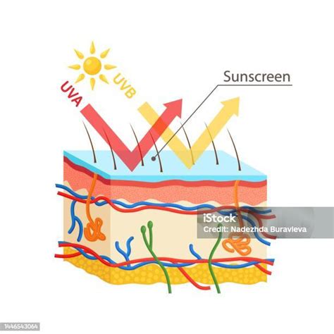 Perlindungan Uv Lotion Tabir Surya Melindungi Kulit Manusia Dari Uva