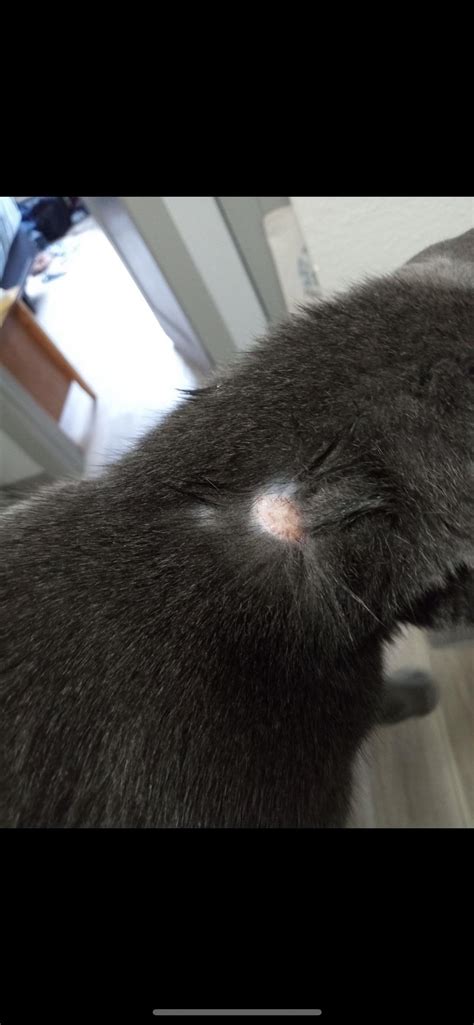 Whats This Scab On The Back Of My Cats Neck Rcathelp