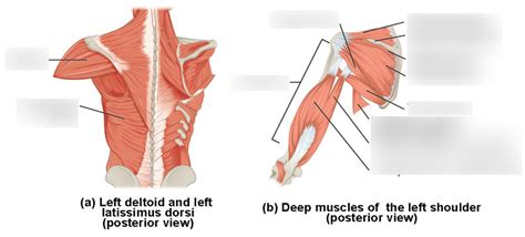 CH Fig Scapular Muscle Diagram Quizlet