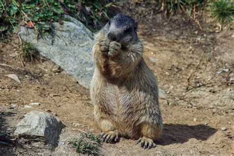 Punxsutawney Groundhog Day 2025 Tickets Results Events Meaning