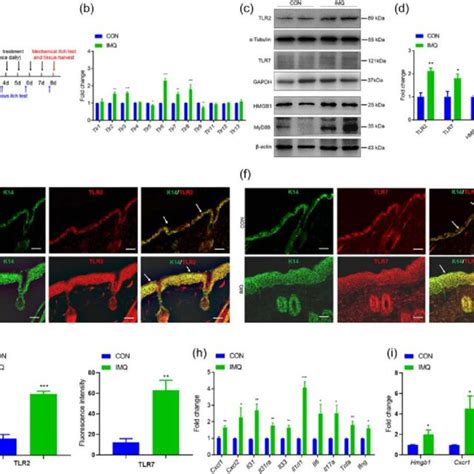 Upregulation Of Tlr2 And Tlr7 Signaling Induced By Psoriasis Induced