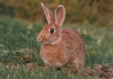 Oat Hay For Rabbits Petovly