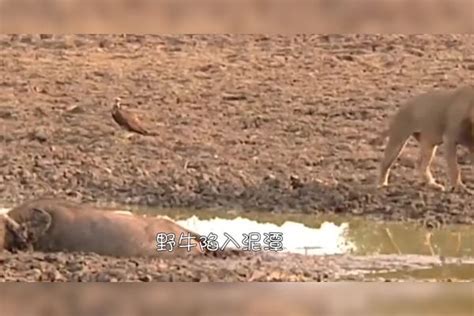 老虎把黑熊追上树，围追堵截让其无处可逃，黑熊瞬间变“狗熊”！黑熊瞬间狗熊