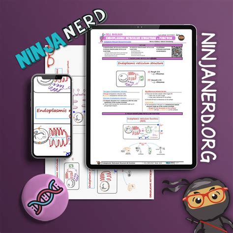 Endoplasmic Reticulum Structure Function Notes NinjaNerd Medicine