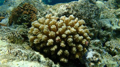 石のサンゴラスプサンゴまたはカリフラワーサンゴノブ角サンゴ海底紅海 イボハダハナヤサイサンゴのストックフォトや画像を多数ご用意 イボ