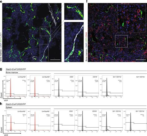 Cd11b Antibodies Antibody Search Engine Citeab