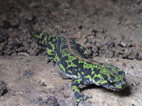 Newt Facts Habitat Life Cycle Adaptations And Pictures