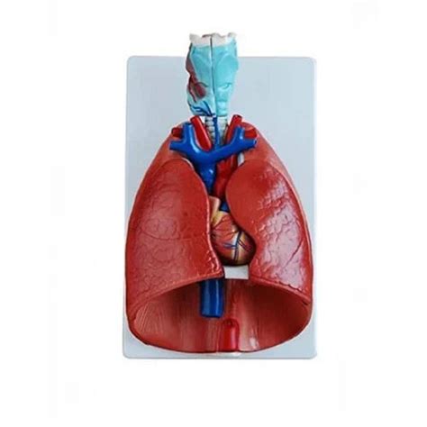 Affordable Human Body Part Models High Quality Educational Tools