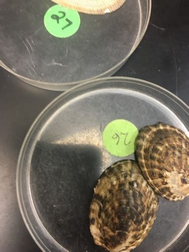 Bio 515 Lab Exam 2 Gastropods Flashcards Quizlet