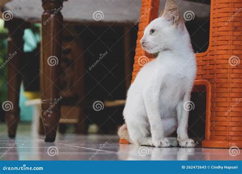 Un Gatito O Gato Callejero Blanco Este Gatito Callejero No Tiene Hogar