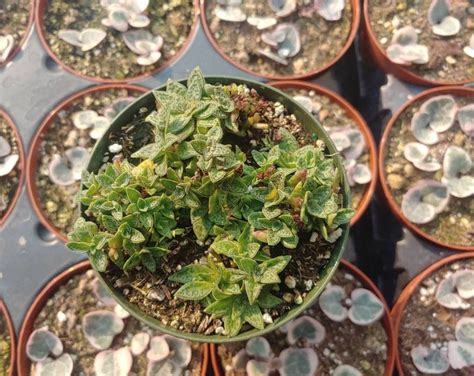 Crassula Picturata Tiger Jade 4 Etsy