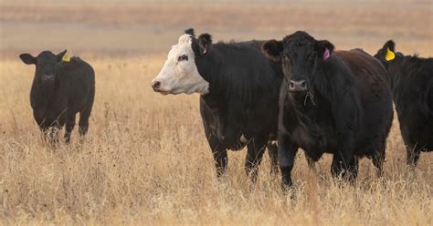 Researchers Investigate Adaptive Grazing Management On Crp Lands