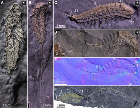 450 Million Year Old Golden Fossil Reveals A Prize Arthropod Ancestor