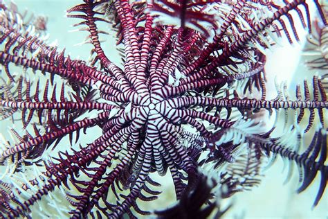 In A World Of Warming Seas Feather Stars Might Be Winners National