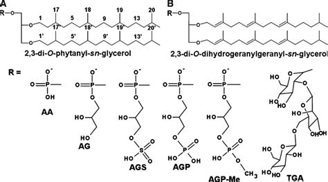 Common Structures Of Archaeal Lipids A Saturated Archaeol B