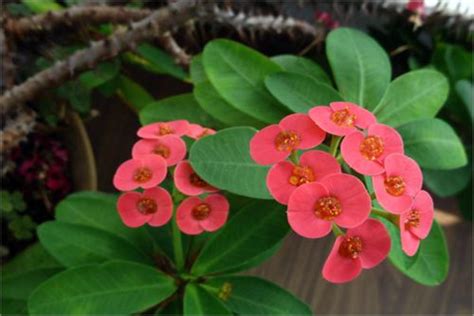 虎刺梅适合放家里养吗 花百科