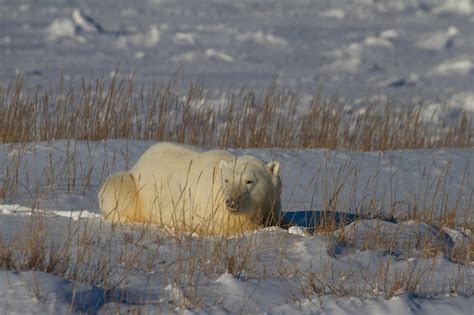 Oso polar o ursus maritimus acostado sobre la nieve entre hierba ártica