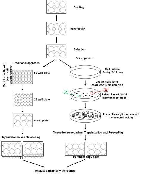 A Schematic Comparison Showing The Traditional Dilution Cloning And The