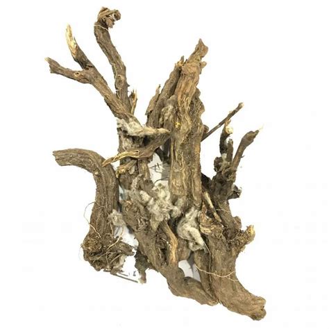 Saussurea Lappa Root At ₹ 4100kg Indian Costus Root In Dehradun Id