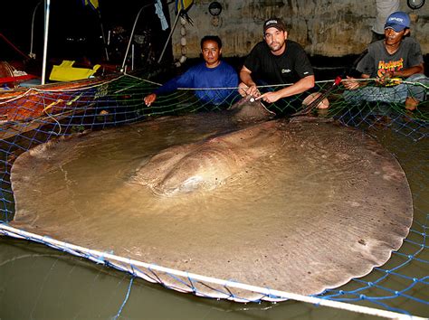 Largest Stingray