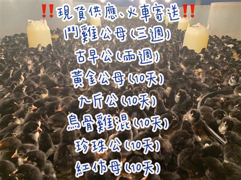弘盛小雞場 Home