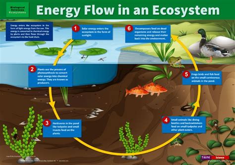 113 Best Flash Biology Images On Pinterest Ap Biology Biology And
