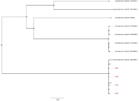 Phylogenetic Tree Based On Coregenome Alignment Of Four S Maltophilia