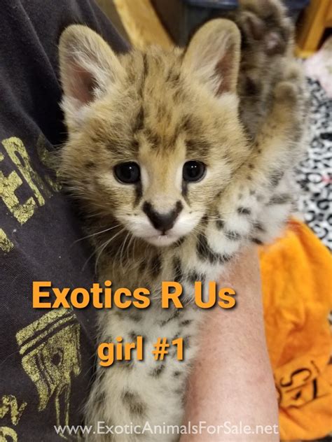 African Servals Girls For Sale