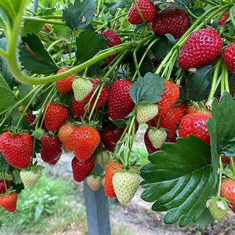 GreenLife Very Beautiful Red Strawberry Fruit Plant Pack Of Nice Delicious Fruit Live Plant