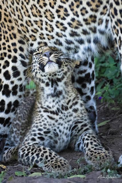 Wildlife Photographer Lisa Roberti On Wildlife Conservation Izolda Trakhtenberg
