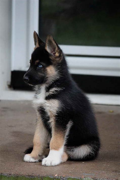 Husky And German Shepherd Mix Puppy