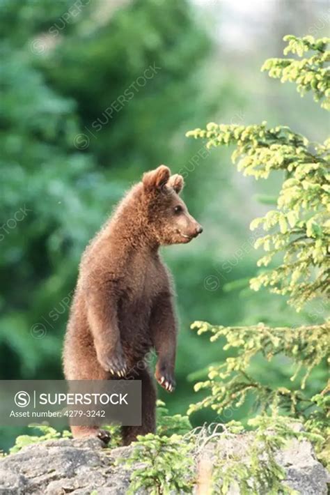 Brown Bear Cub Superstock