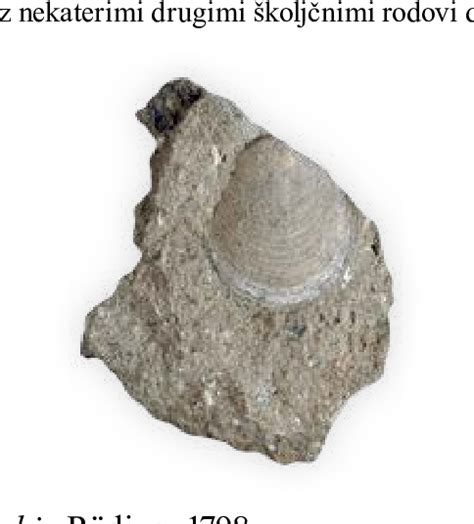 Internal Mold Of Bivalve Dosinia Sp Height Of The Mold Is 20 Mm