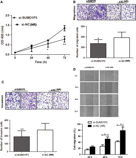 Knockdown Of Sumo1p3 Obviously Suppresses Hcc Cell Proliferation A