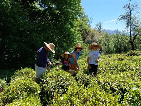 My Own Cup Of Tea Harvesting In Guria Teen Girl Abroad