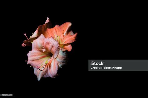 복사 공간이있는 검은 배경에 고립 된 파스텔 핑크 색 아마렐리스 0명에 대한 스톡 사진 및 기타 이미지 0명 개화기 검은색 Istock