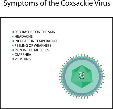 엔테로바이러스 일러스트 스톡 사진 및 일러스트 Istock