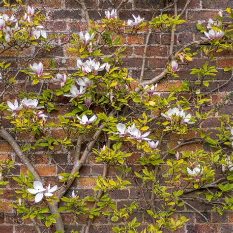 When To Prune Magnolia To Maintain Its Size And Shape Ideal Home