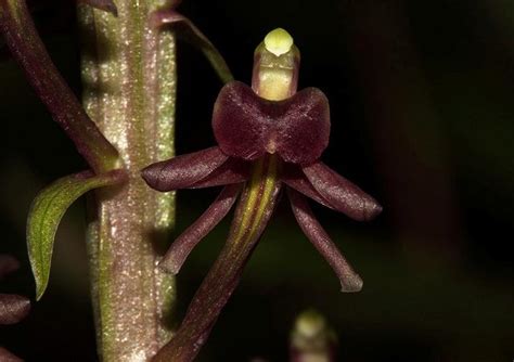 Liparis Nervosa Tall Liparis Tall Twayblade Go Orchids