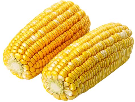 Ear Of Corn Pngs For Free Download