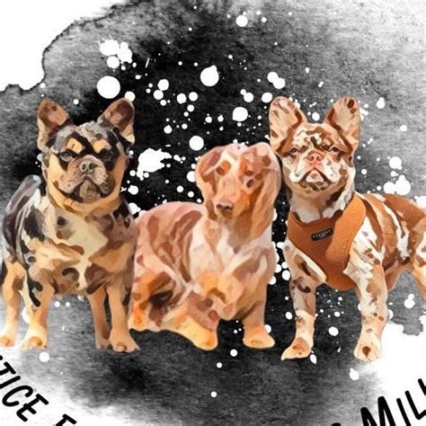 Frenchie Lab Frenchielab On Threads
