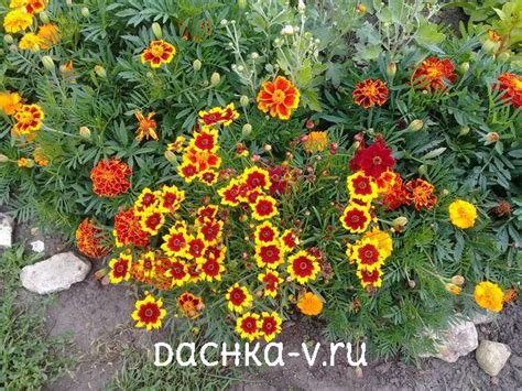 Цветок Бархатцы выращивание из семян: посадка и уход в открытом грунте