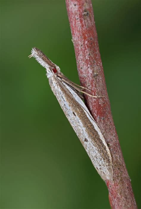 부프레스티과 유충