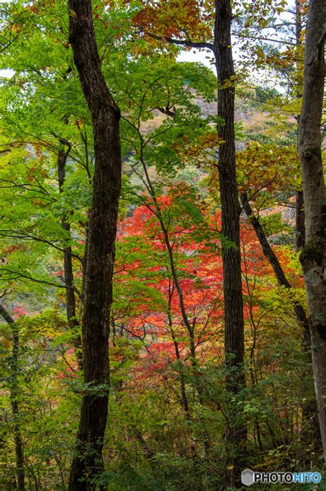 By Sho Butterfy Id Photohito