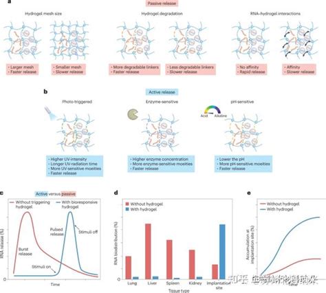 再登《nature》用于 Rna 递送的水凝胶 知乎
