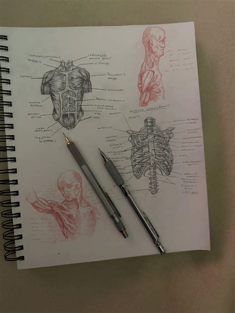 Ive Never Been Much Of A Drawer But My Anatomy Class Gives Extra
