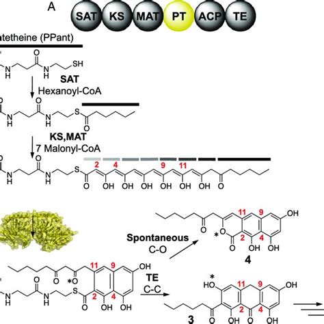Aflatoxin Biosynthesis A Domain Architecture Of The Aflatoxin