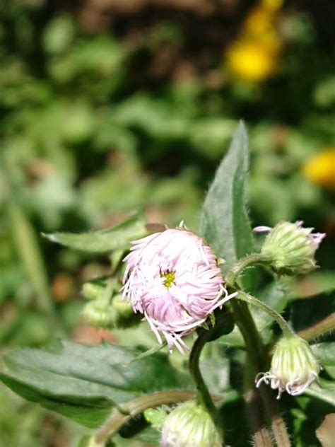 そこら辺の草の投稿画像 By Pomさん｜ハルシオンと茶花とスマホ撮影と野の植物とうちの庭とそこら辺の草。と山野草大好きと山野草と山野草大好き