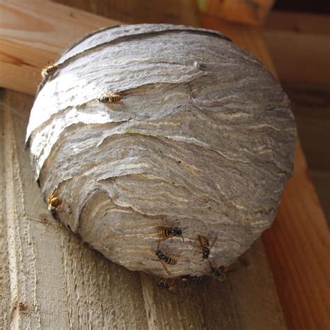 Saxon Wasps Nest